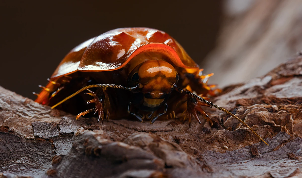 Giant Burrowing Cockroach | NatureRules1 Wiki | Fandom