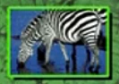 Plains Zebra | NatureRules1 Wiki | Fandom