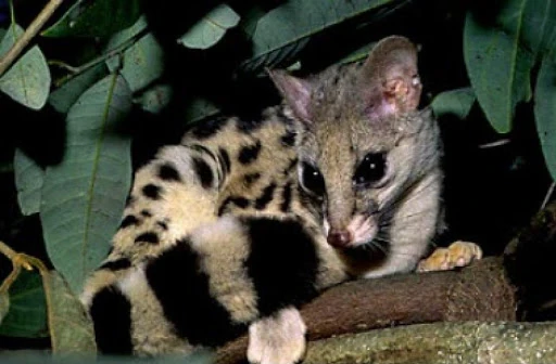 Spotted Linsang | NatureRules1 Wiki | Fandom