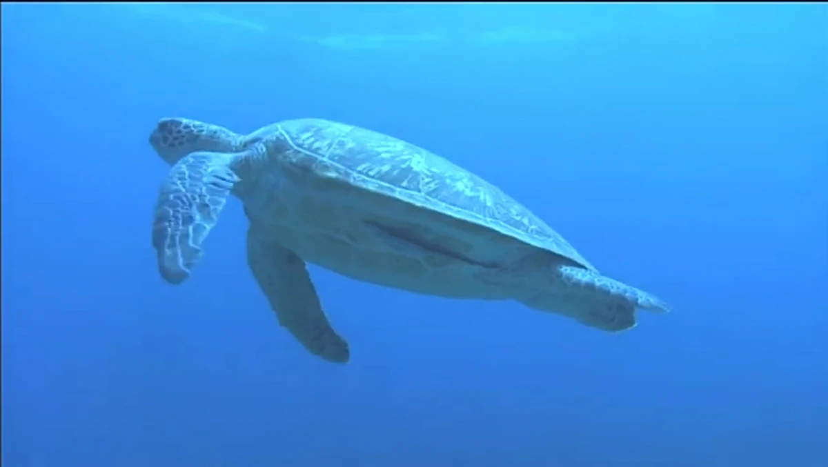 Atoll Reef | NatureRules1 Wiki | Fandom