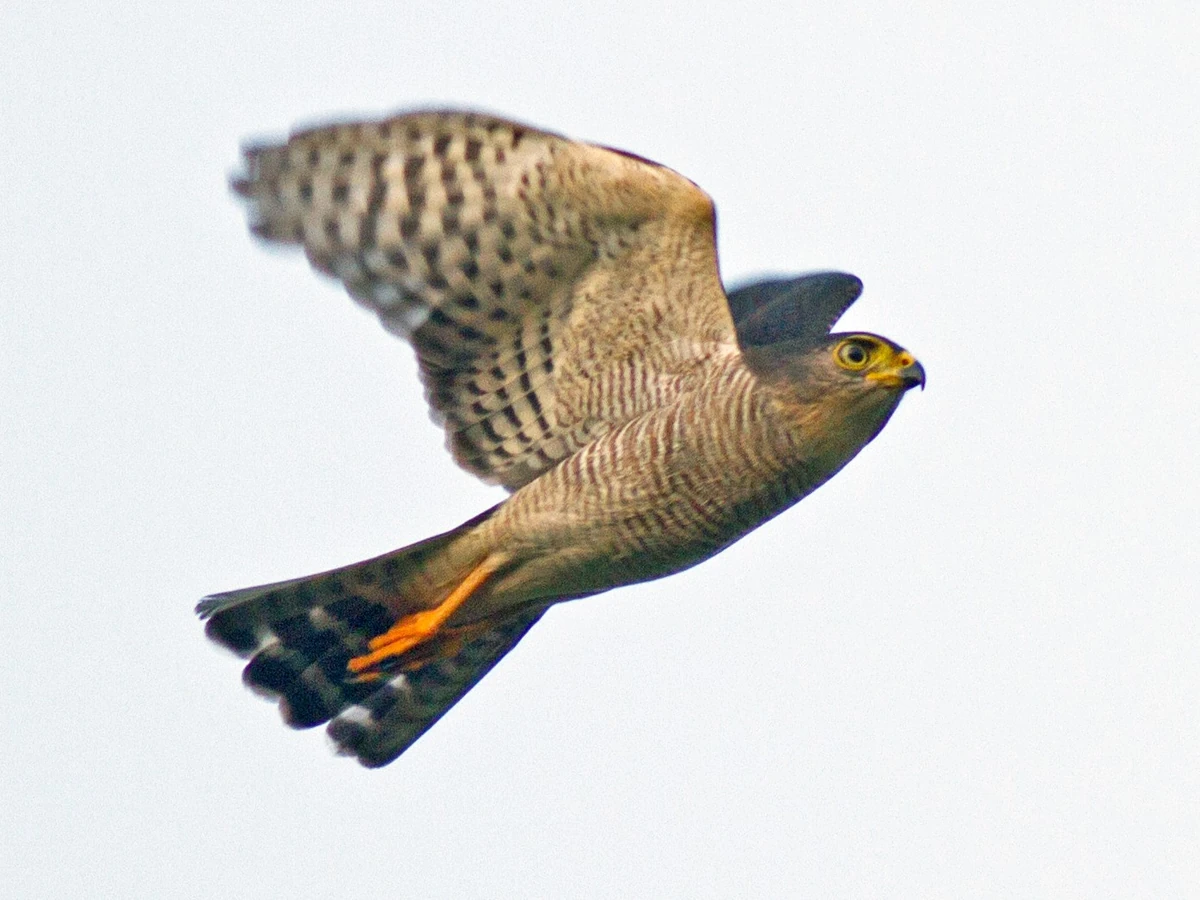 Tiny Hawk | NatureRules1 Wiki | Fandom