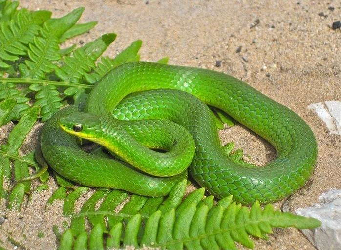 Smooth Green Snake | NatureRules1 Wiki | Fandom