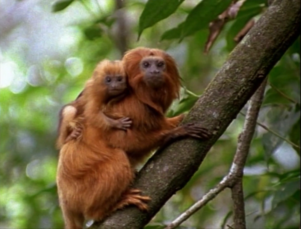 Fragile Forest | NatureRules1 Wiki | Fandom