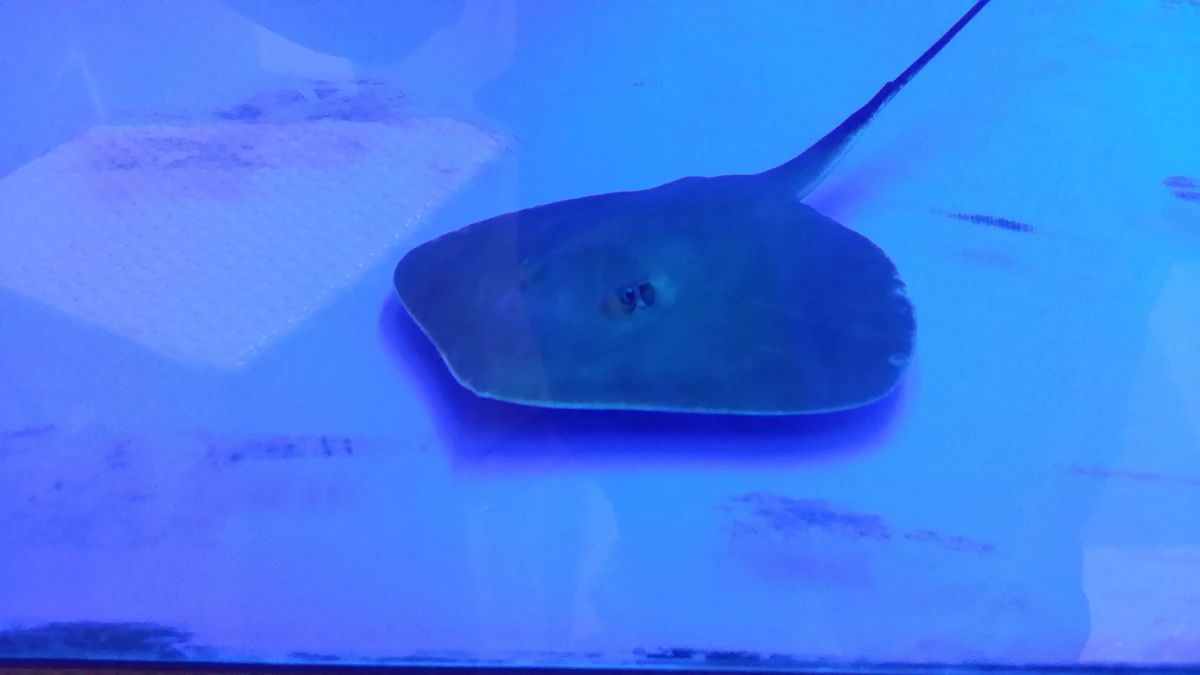 Common Stingray | NatureRules1 Wiki | Fandom