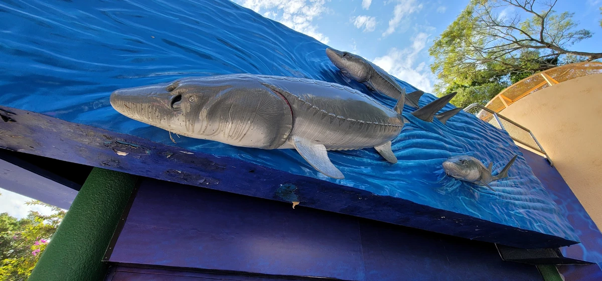 Kinosoo | NatureRules1 Wiki | Fandom