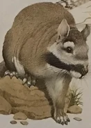 Plains Viscacha | NatureRules1 Wiki | Fandom