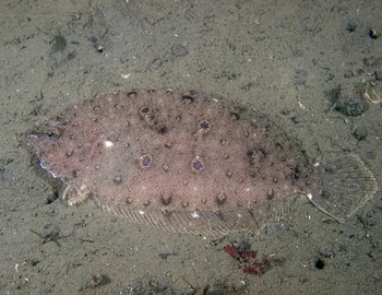 Witch Flounder | NatureRules1 Wiki | Fandom