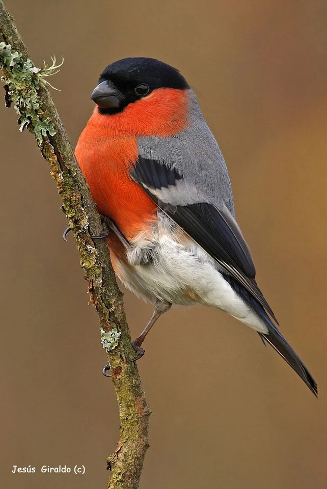 Eurasian Bullfinch | NatureRules1 Wiki | Fandom