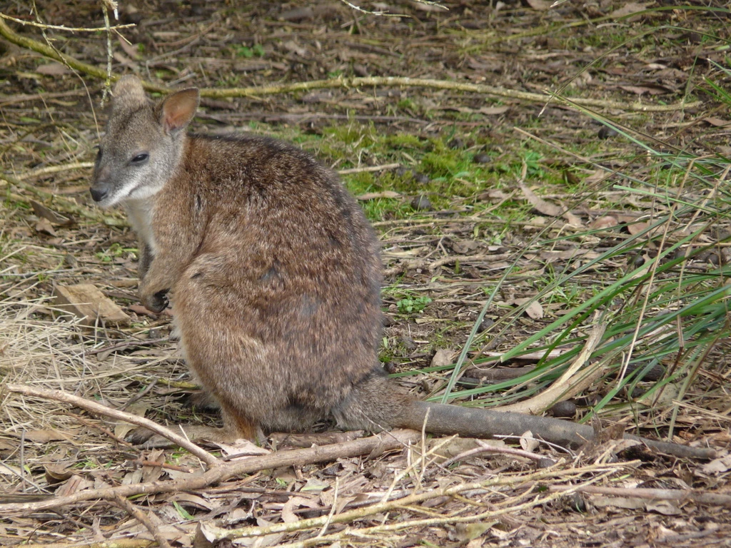 Parma Wallaby | NatureRules1 Wiki | Fandom