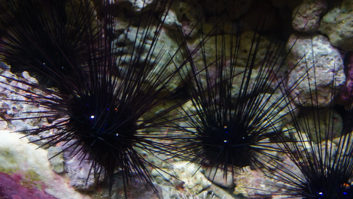 Long-spined Sea Urchin | NatureRules1 Wiki | Fandom