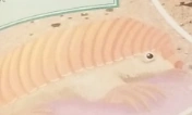 Pink Fairy Armadillo | NatureRules1 Wiki | Fandom