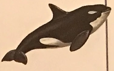 Killer Whale/Books | NatureRules1 Wiki | Fandom