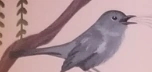 Grey Catbird | NatureRules1 Wiki | Fandom