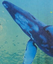 Coral Reef | NatureRules1 Wiki | Fandom