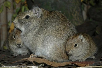 Common Yellow-toothed Cavy | NatureRules1 Wiki | Fandom