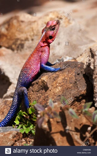 Common Agama | NatureRules1 Wiki | Fandom