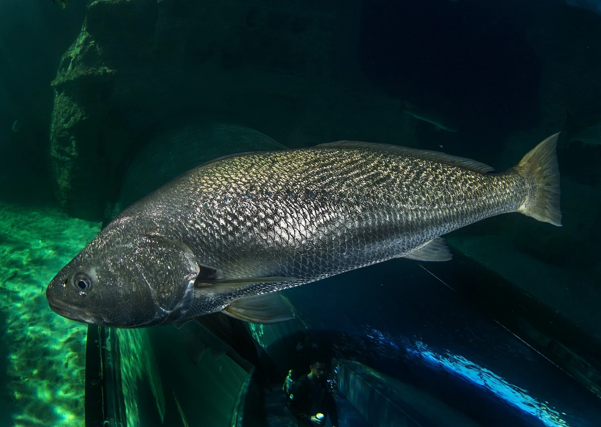 Dusky Kob | NatureRules1 Wiki | Fandom