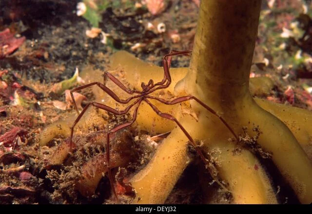 Nymphon Gracile | NatureRules1 Wiki | Fandom