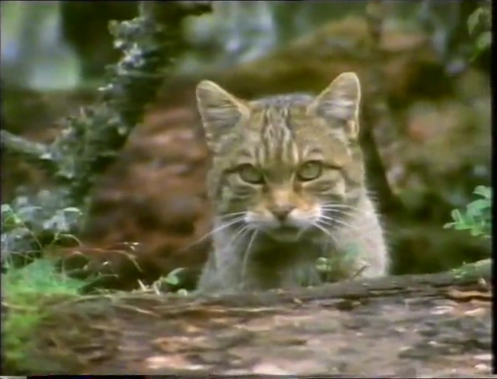 The Animals of Farthing Wood | NatureRules1 Wiki | Fandom