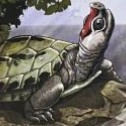Painted Terrapin | NatureRules1 Wiki | Fandom