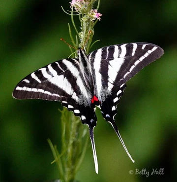 how to draw a zebra swallowtail butterfly