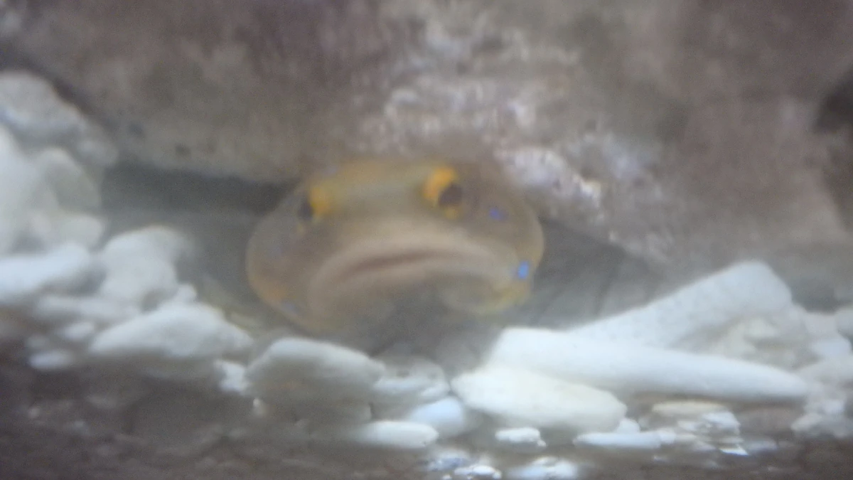 Blue-Spotted Jawfish | NatureRules1 Wiki | Fandom