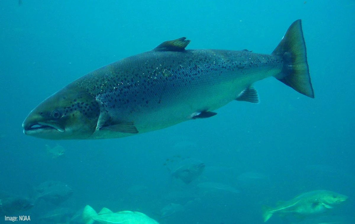 Atlantic Salmon | NatureRules1 Wiki | Fandom