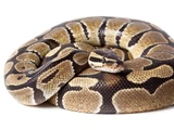 Category:Pythons | NatureRules1 Wiki | Fandom
