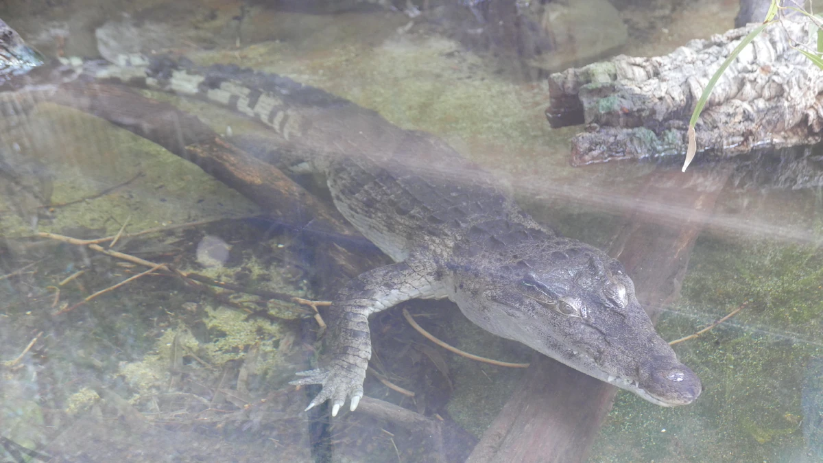 Philippine Crocodile | NatureRules1 Wiki | Fandom