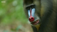 Mandrill | NatureRules1 Wiki | Fandom