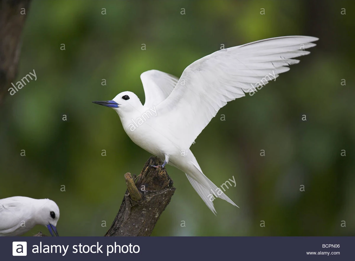 White Tern | NatureRules1 Wiki | Fandom