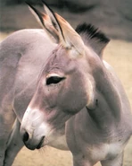African Wild Ass | NatureRules1 Wiki | Fandom