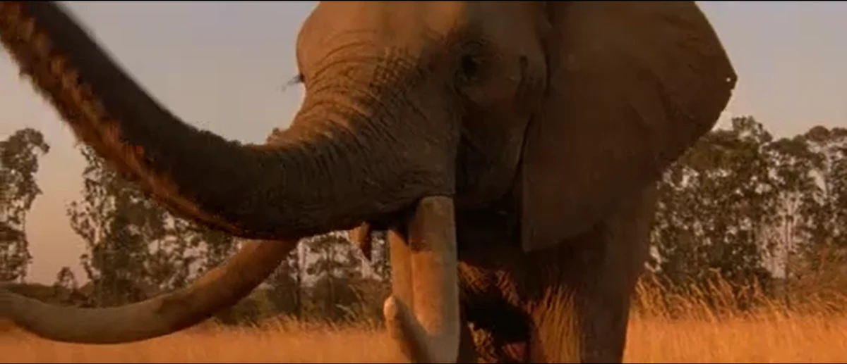 Disney Animals Alphabet | NatureRules1 Wiki | Fandom