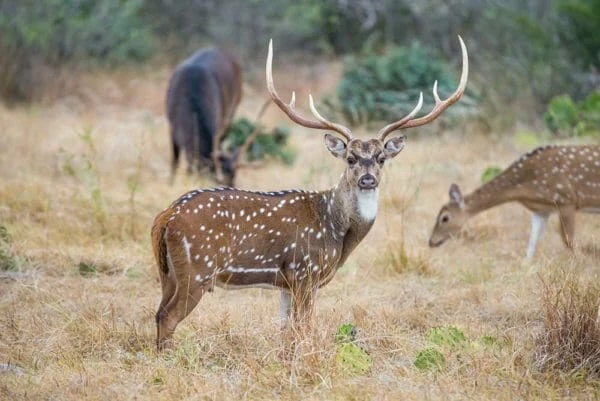 Chital | NatureRules1 Wiki | Fandom