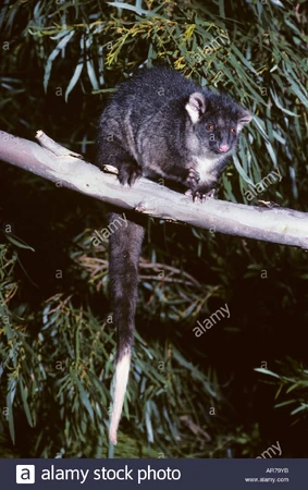 Ring Tailed Possum