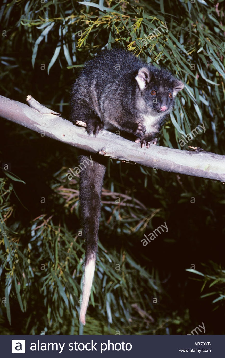 Common Ringtail Possum | NatureRules1 Wiki | Fandom