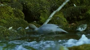 Blue Duck | NatureRules1 Wiki | Fandom