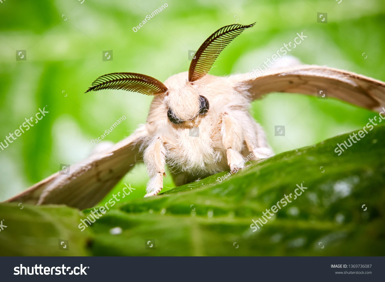 Silk Moth