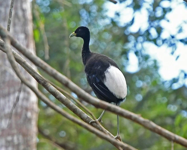 Pale-winged Trumpeter | NatureRules1 Wiki | Fandom