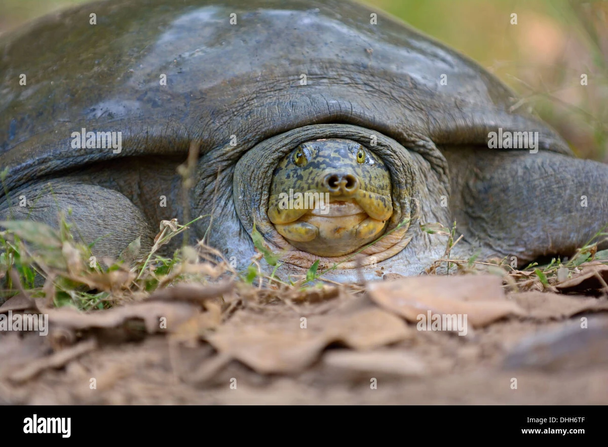 Indian Softshell Turtle | NatureRules1 Wiki | Fandom