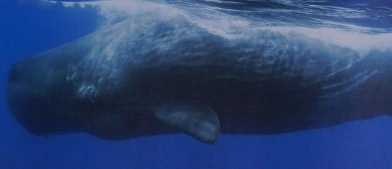 Coral Reef Guide Red Sea | NatureRules1 Wiki | Fandom