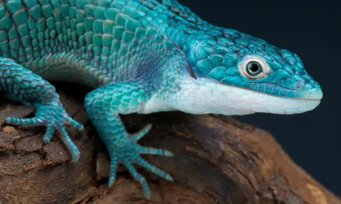 Mexican Alligator Lizard | NatureRules1 Wiki | Fandom