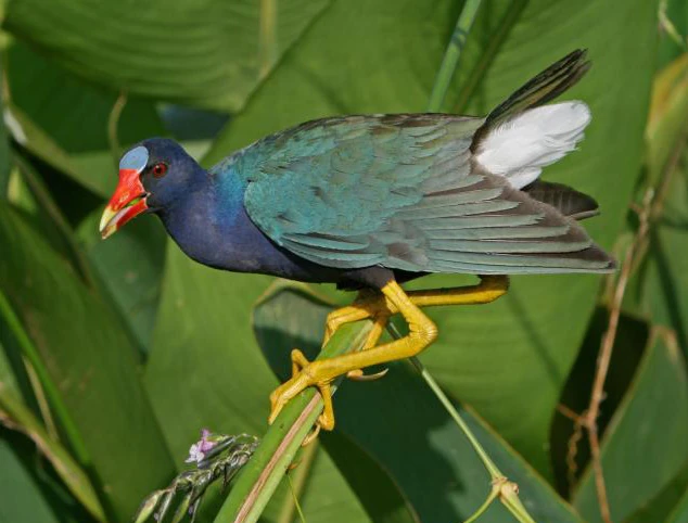 American Purple Gallinule | NatureRules1 Wiki | Fandom
