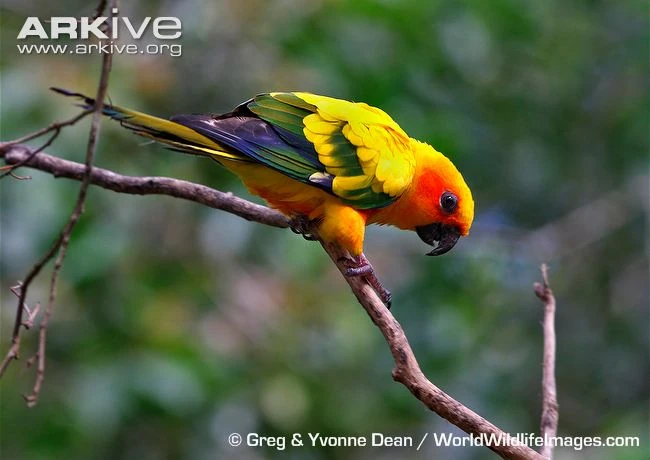 Sun Parakeet | NatureRules1 Wiki | Fandom