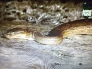 Angolan Python | NatureRules1 Wiki | Fandom