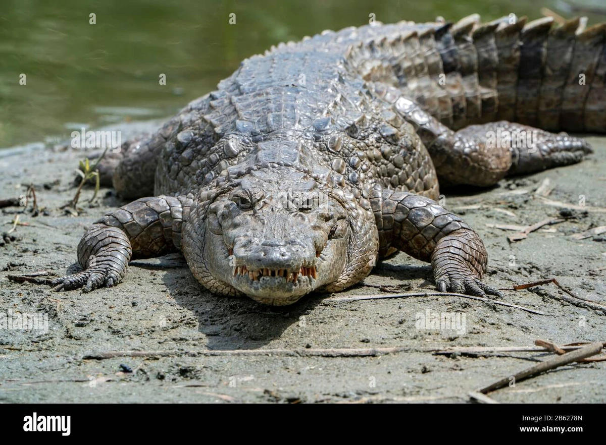 West African Crocodile | NatureRules1 Wiki | Fandom