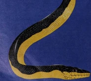 Yellow-Bellied Sea Snake | NatureRules1 Wiki | Fandom