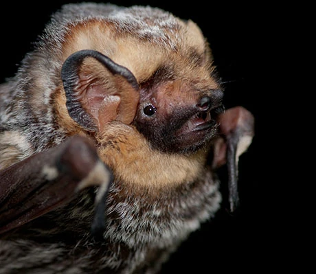 Hoary Bat | NatureRules1 Wiki | Fandom