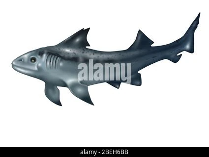 Hybodus | NatureRules1 Wiki | Fandom