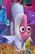 Chevron Butterflyfish | NatureRules1 Wiki | Fandom